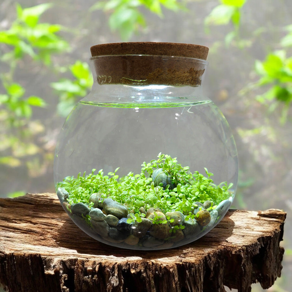 WaterPlants - Create Your Own Aquascape — The Learning Tree